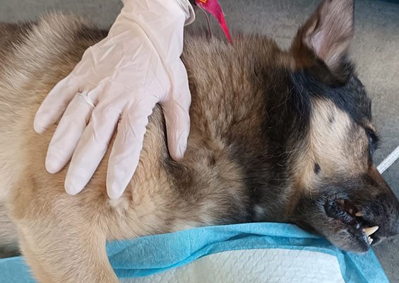 Idiopatyczne dermatozy u psów – case study - VetCase